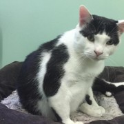 Happy Tails Pet Rescue