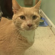 Happy Tails Pet Rescue