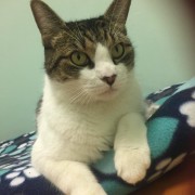 Happy Tails Pet Rescue